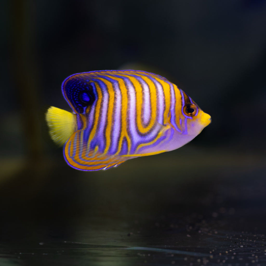 Apex Aquatic