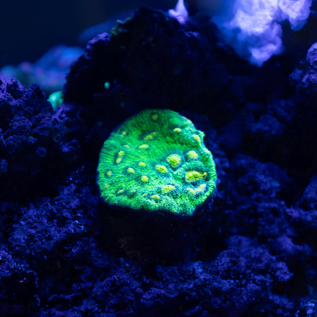 Apex Aquatic